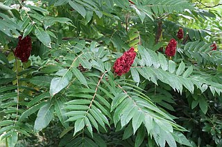 IN THE GARDEN: Waxed amaryllis bulbs are one and done | The Arkansas ...