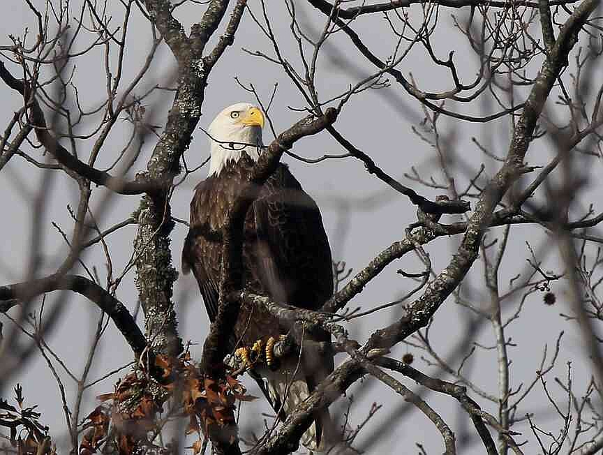 Eagles Et Cetera returns to DeGray Lake Resort State Park Jan. 23-25 ...