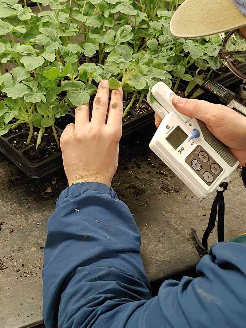 Scientists assess food waste use as compost | Pine Bluff Commercial News