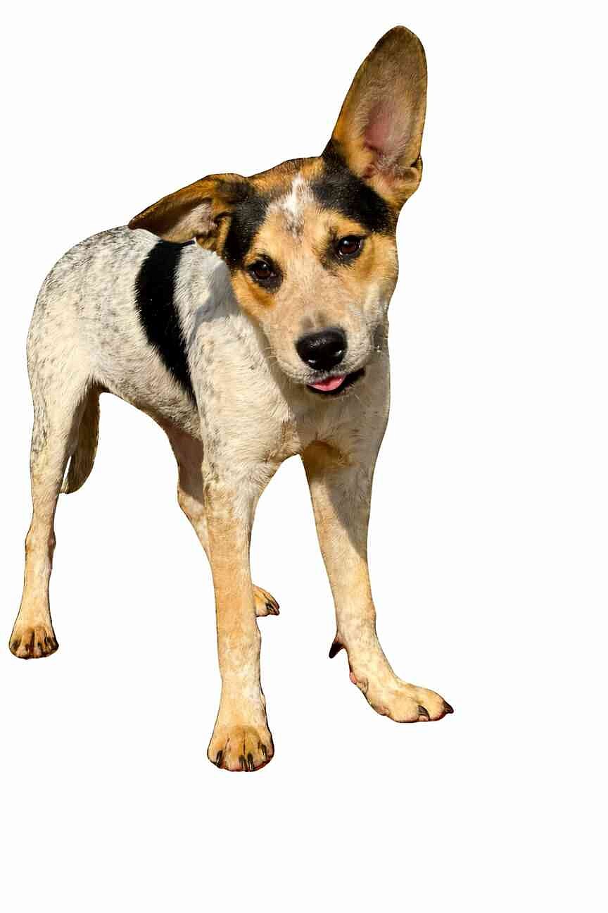 Meet Igor | Pine Bluff Commercial News