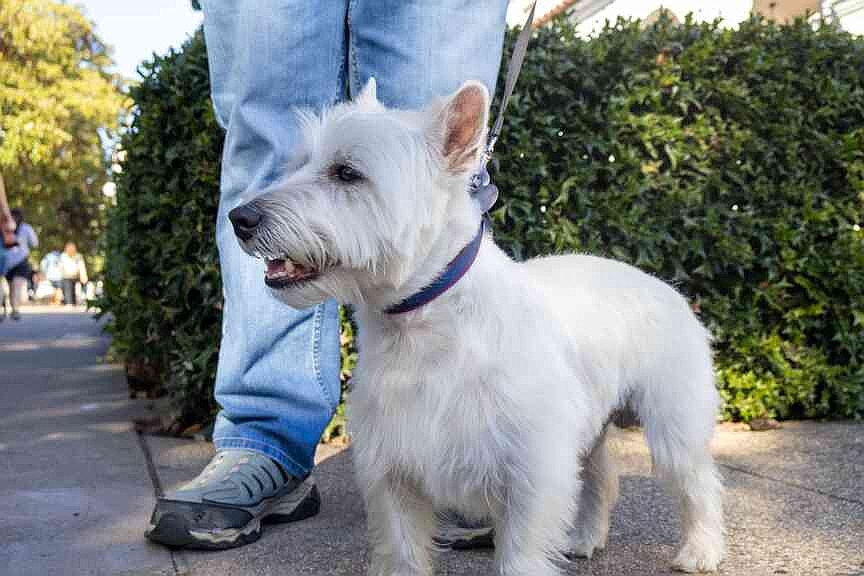 WATCH | Dogs of Bathhouse Row: Downtown dog walkers tell their stories ...