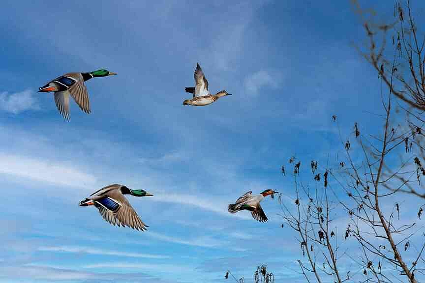 Arkansas waterfowl hunters hope for rain; winter deluge running late ...