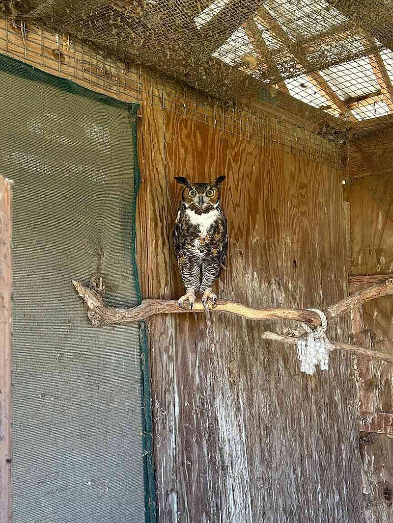 Friends help Northwest Arkansas wildlife rehabilitator offer birds of ...