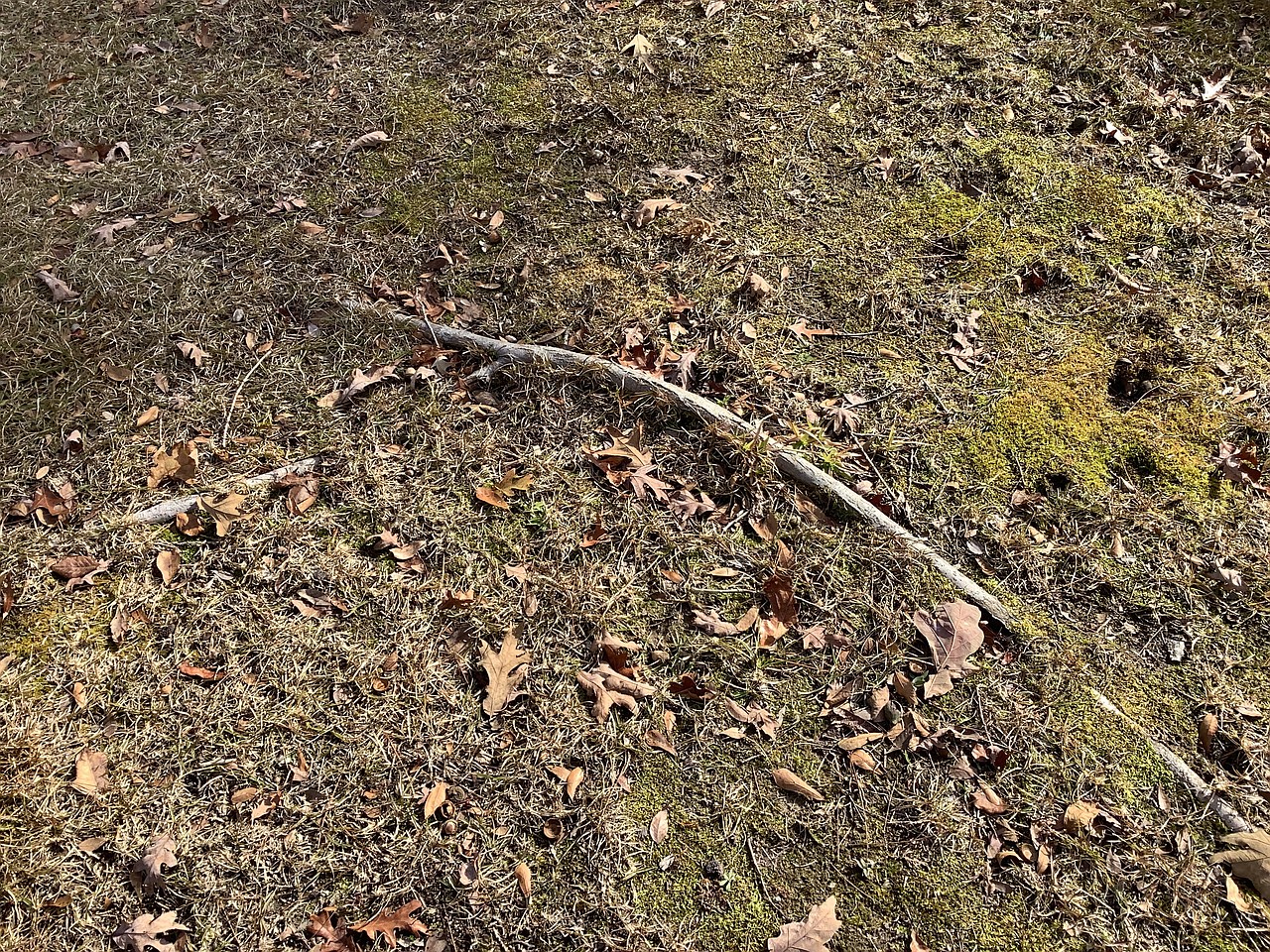 IN THE GARDEN: Elm roots growing on surface of lawn | The Arkansas ...