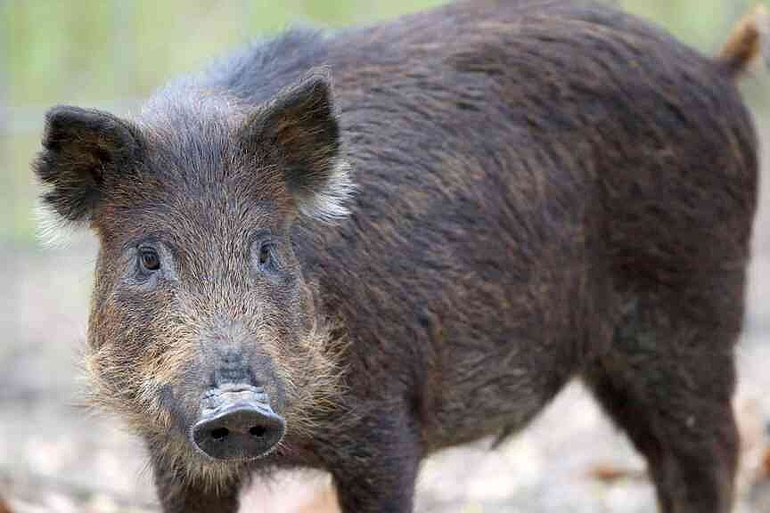 Effort to control feral hogs will result in temporary closures at ...