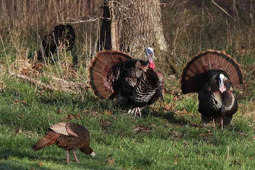 Apply by Feb. 15 for special turkey hunts in Arkansas | Northwest ...