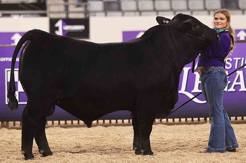 Showing Livestock | Westside Eagle Observer