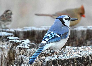 How they survive | Hot Springs Sentinel Record