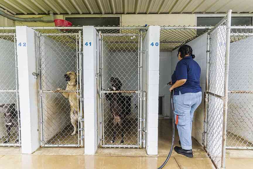 Upgrades to the Rogers Animal Shelter are approved by the City Council ...