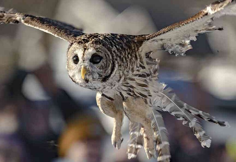 Free bird: Barred owl returns to the sky in Fayetteville after six ...