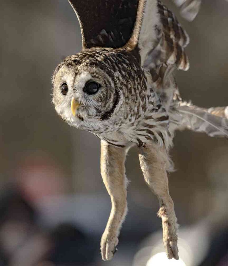 Free bird: Barred owl returns to the sky in Fayetteville after six ...