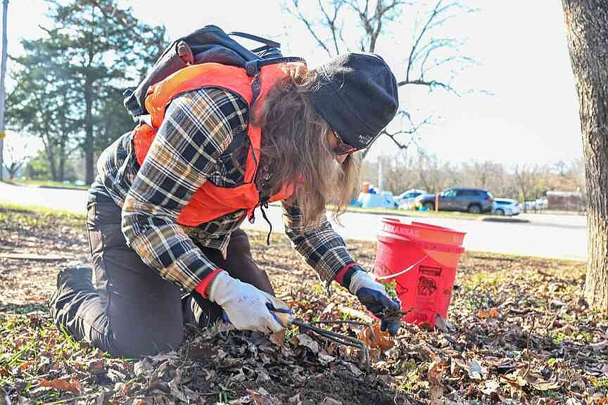 Fayetteville puts ‘bounty’ on mimosa tree, latest addition to invasive ...
