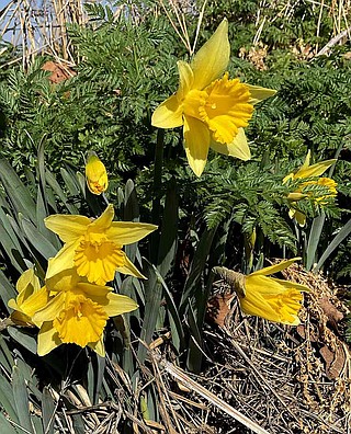 Daffodils bloom | Westside Eagle Observer