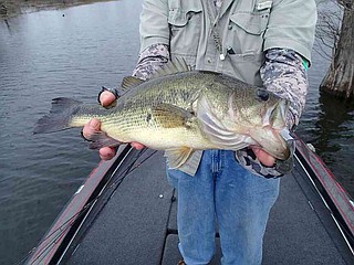 NWA fishing report: Try a top-water for black bass action; tailwater ...