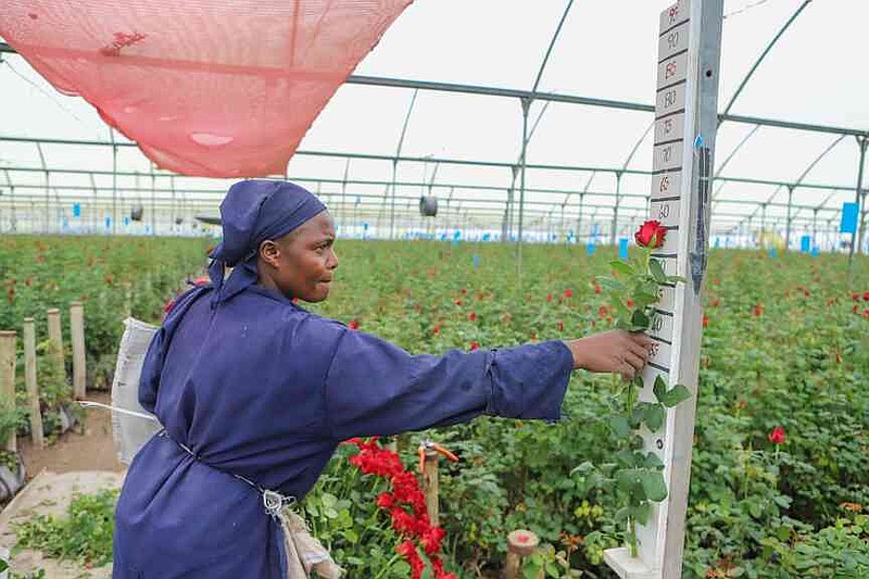Kenyan flower industry losing millions | The Arkansas Democrat-Gazette ...