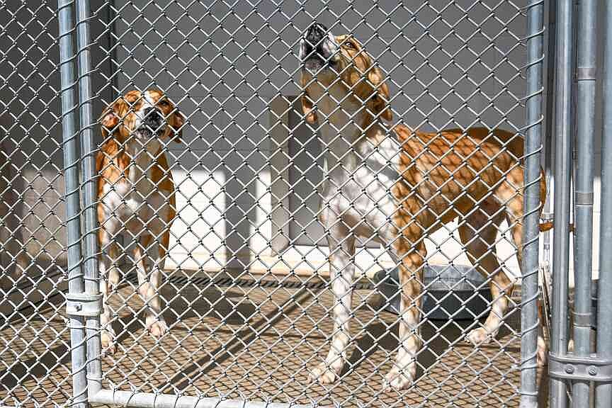 Rogers council OKs annexation of site of spay, neuter clinic offered by ...