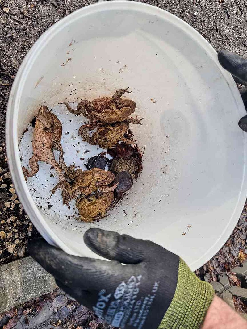 ‘Frog Patrol’ makes sure amphibians travel safely | The Arkansas ...