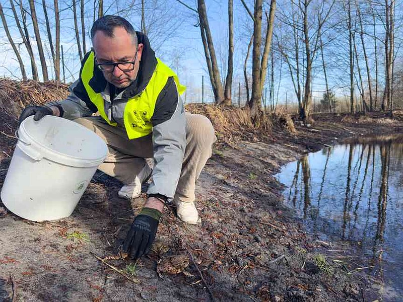 ‘Frog Patrol’ makes sure amphibians travel safely | Northwest Arkansas ...