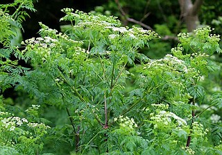 Poison Hemlock: Identify it early and control it effectively | Westside ...