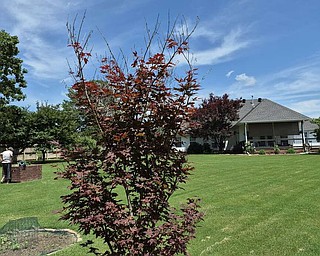 IN THE GARDEN: Prune dead branches from Japanese maple | Northwest ...