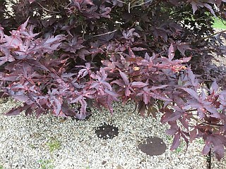 IN THE GARDEN: Reader’s Bloodgood maple likely has leaf spot disease ...