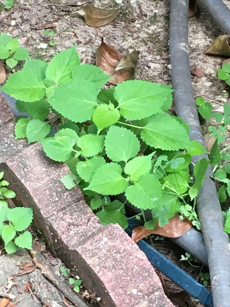 IN THE GARDEN: Reader’s Bloodgood maple likely has leaf spot disease ...
