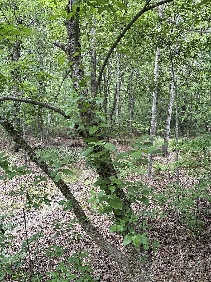 IN THE GARDEN: Reader’s Bloodgood maple likely has leaf spot disease ...