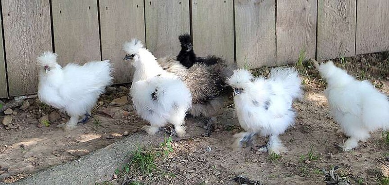 Making connections through experiences with animals | The Arkansas ...