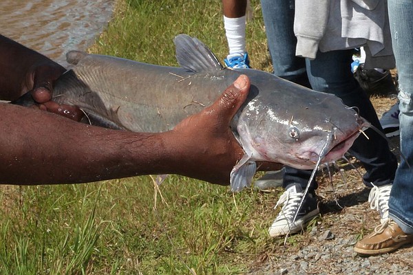 Celebrate National Catfish Month by going fishing | Northwest Arkansas ...