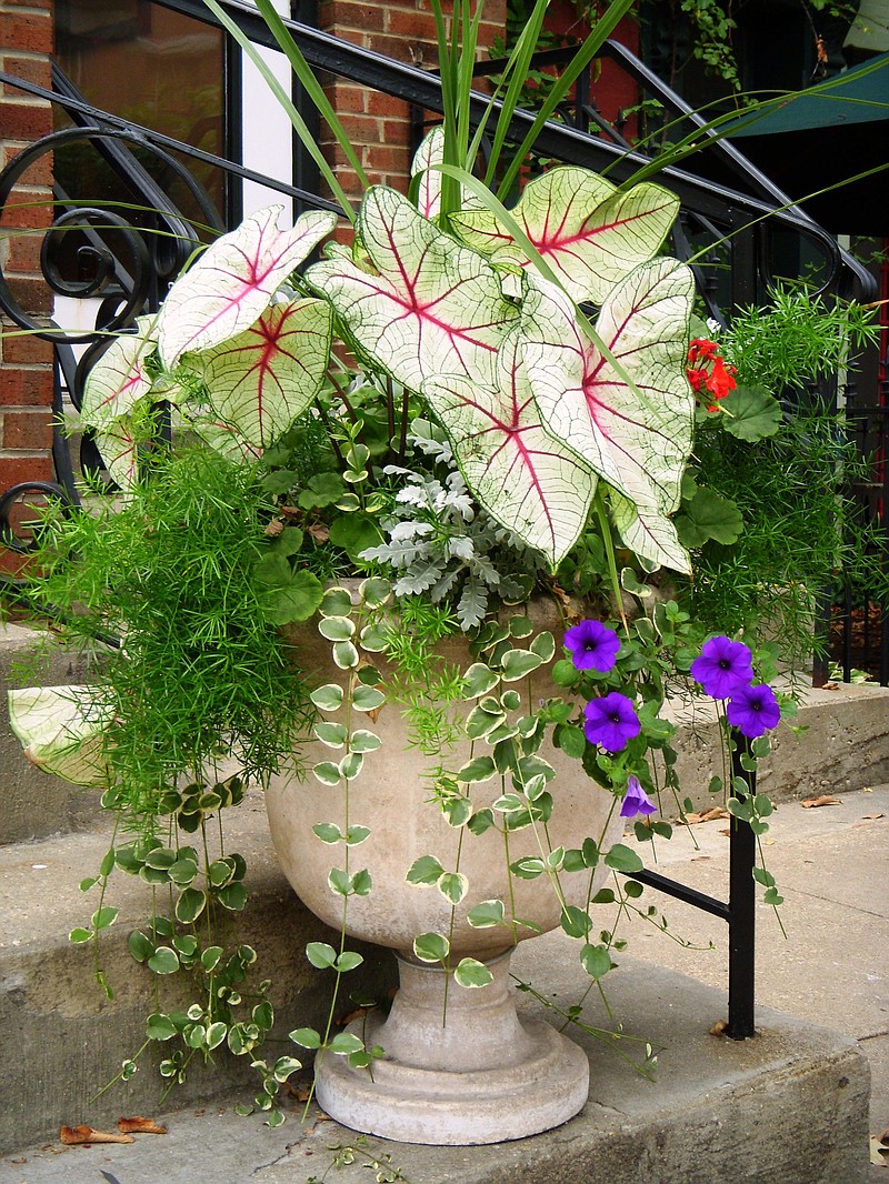 Networx Best Plants To Grow In Pots Networx Best Plants To Grow In Pots