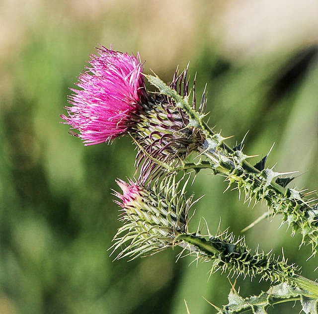 Weed control in pastures ensures better grazing for livestock, experts ...
