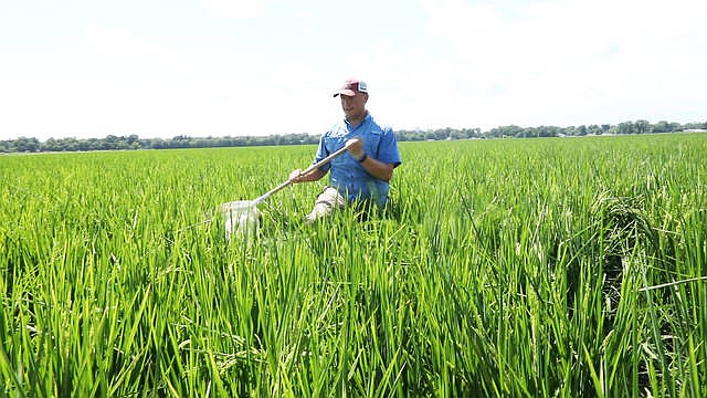Improved stink bug sampling may save rice growers money, energy, expert ...