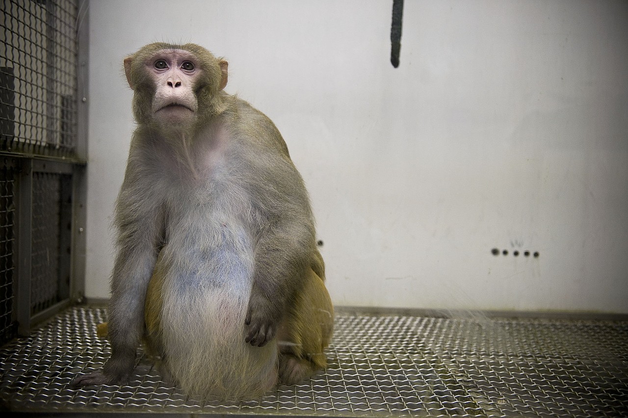 Feral Florida monkeys with 'potentially fatal' herpes could double ...