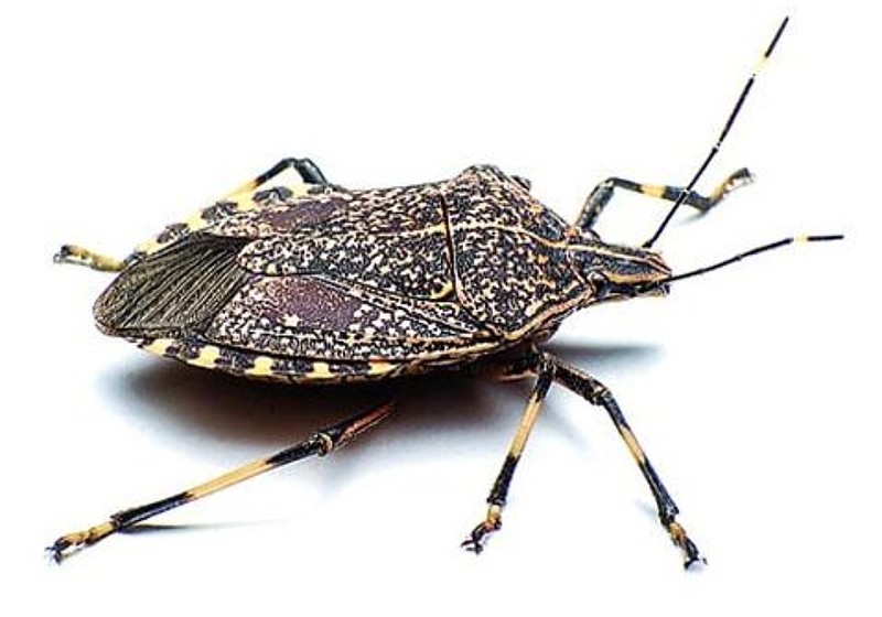 What's buggin' you?: Not stink bugs, because polar vortex killed off ...