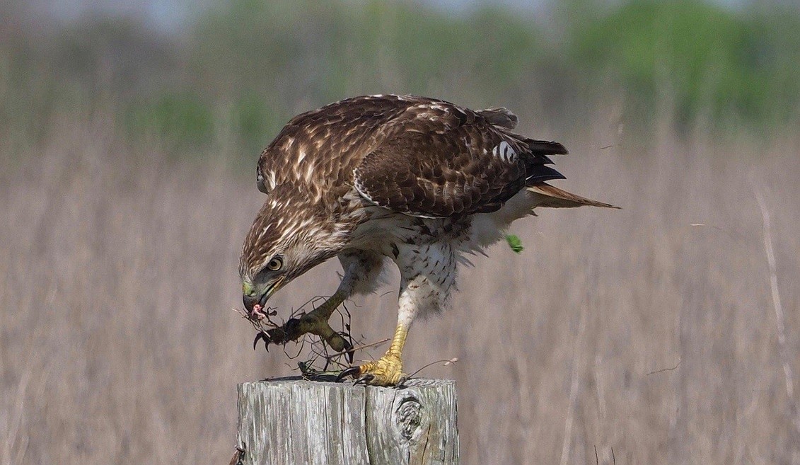 Texas students find snake wrapped around hawk on outdoor field trip ...