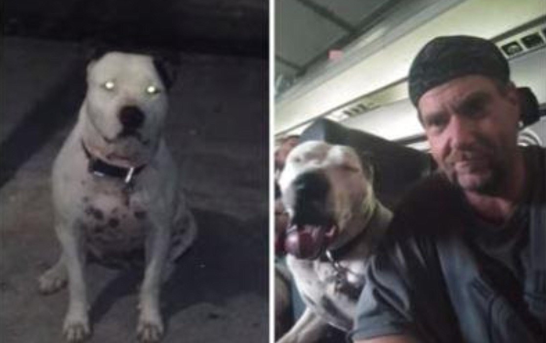 Florida police: Cop killed service dog that bit at him | The Arkansas ...