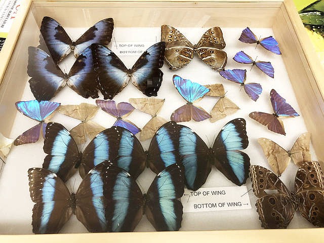 U of A Arthropod Museum moves collection to larger site | The Arkansas ...