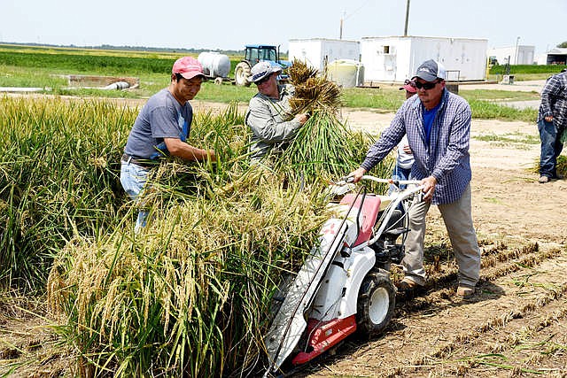 2 Arkansas Clearfield rice varieties to be available in 2020 ...