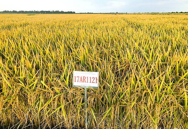 U of A releases Lynx, high-yielding medium-grain rice | The Arkansas ...