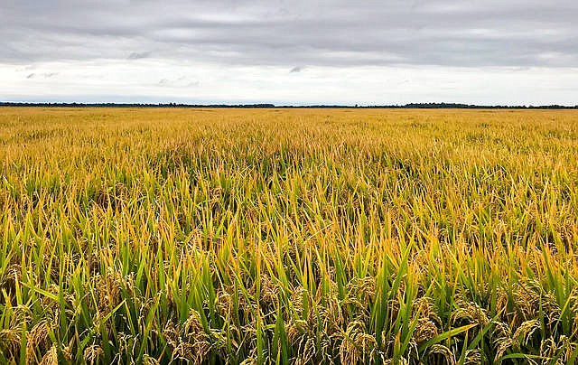 U of A releases new long-grain Clearfield rice variety | The Arkansas ...