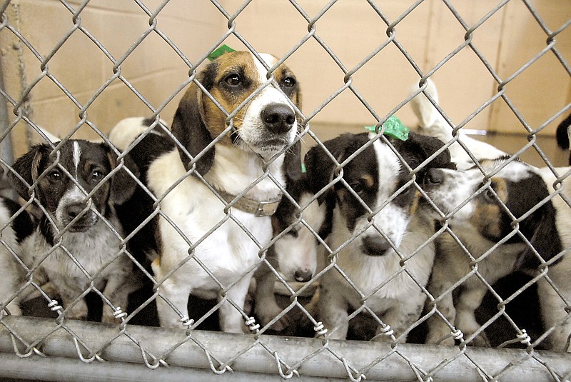 Animal overpopulation | Chattanooga Times Free Press