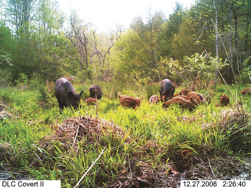 Bears, wild hogs on the increase | Chattanooga Times Free Press