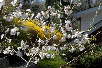 Pollen allergies on the upswing | Chattanooga Times Free Press