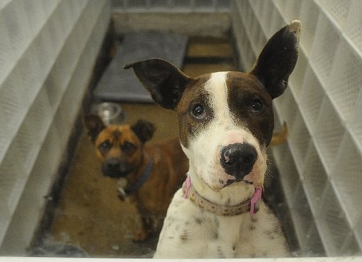 Animal shelter marks 100th anniversary | Chattanooga Times Free Press