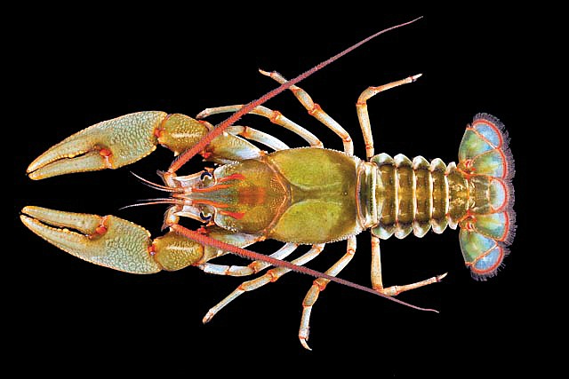 New crawfish named for local TVA biologist | Chattanooga Times Free Press