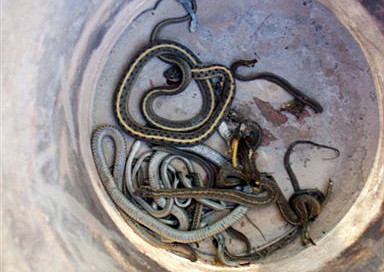 Idaho house infested with snakes, ex-residents say | Chattanooga Times ...