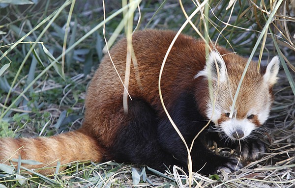 Endangered red panda dies at Chattanooga Zoo | Chattanooga Times Free Press