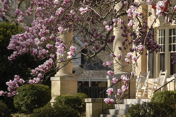 Warm winter ignites early pollen surge in Chattanooga area ...