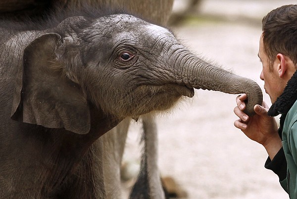 Elephant plays tunes on harmonica at National Zoo | Chattanooga Times ...