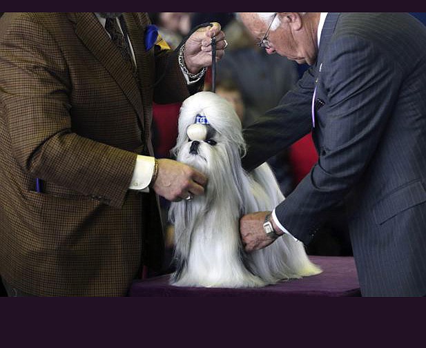 Primping pooches: Do's and don'ts at Westminster | Chattanooga Times ...